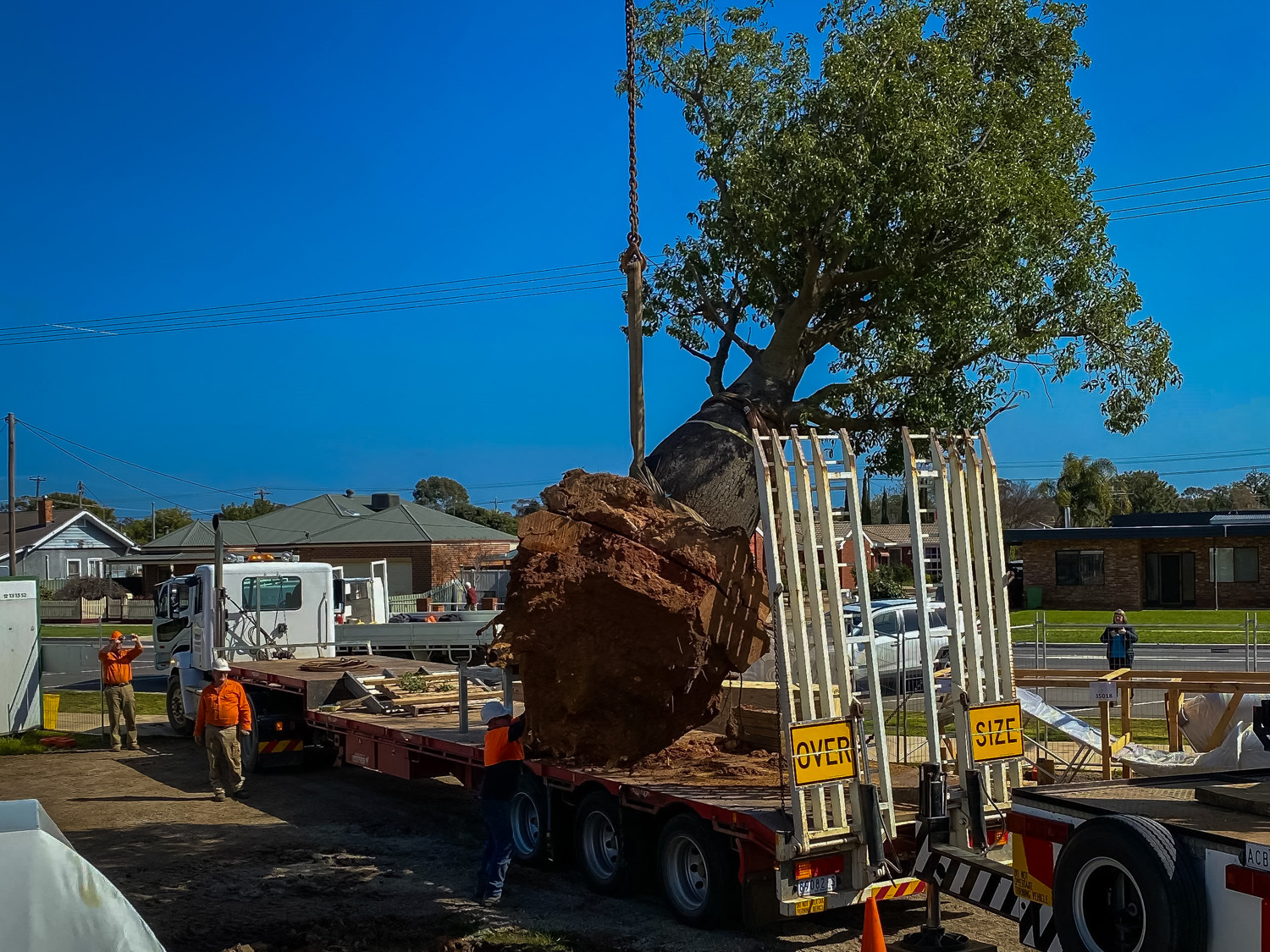 Super Advanced Tree Planting
